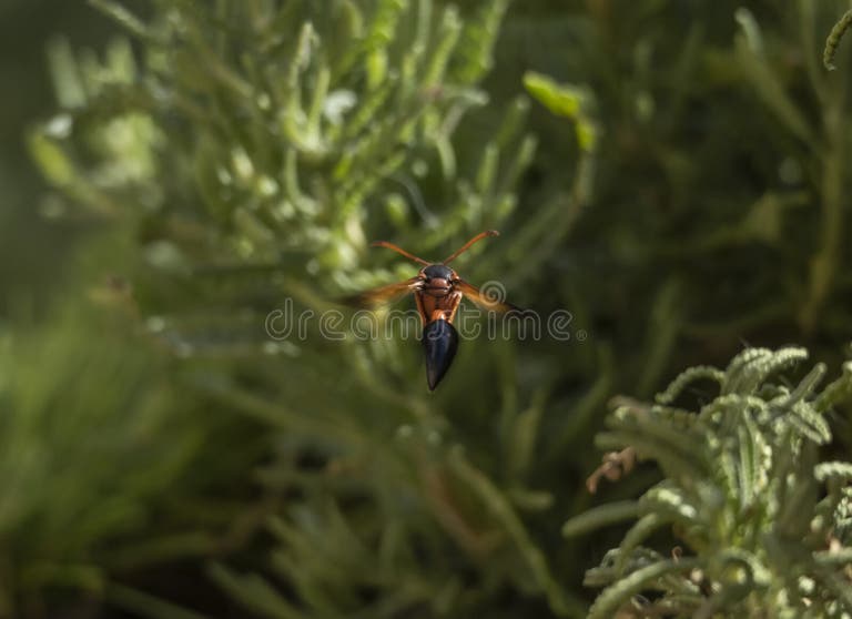 Wasp flying backwards stock photo. Image of wasp, face - 179754414