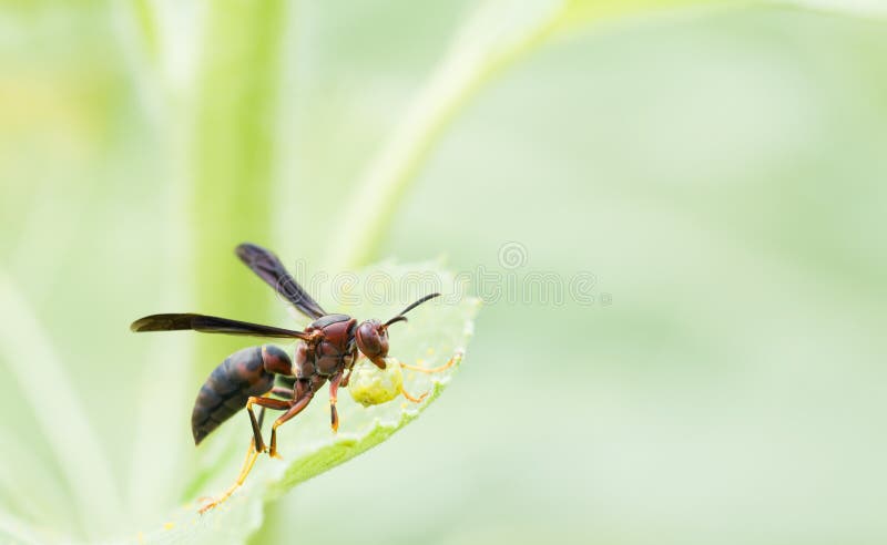 Wasp with food close up stock image. Image of hymenoptera - 33193593