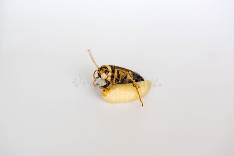 Fried Wasps Stock Photos - Free & Royalty-Free Stock Photos from Dreamstime