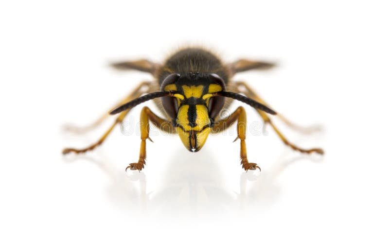 Wasp Front View on White Background, Macro Close-up Stock Image - Image ...