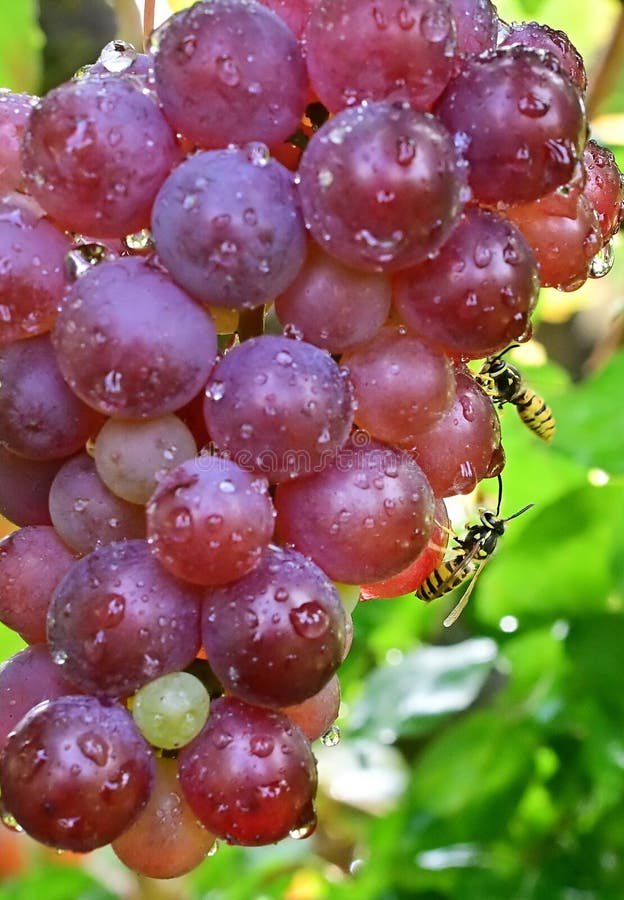 Wasp on a Grape after the Rain Stock Image - Image of autumn, bunch ...