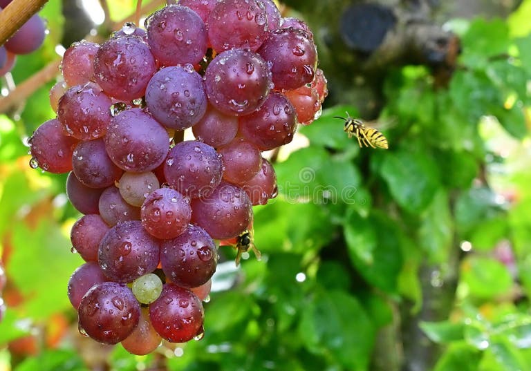 Wasp on a Grape after the Rain Stock Photo - Image of food, plant ...