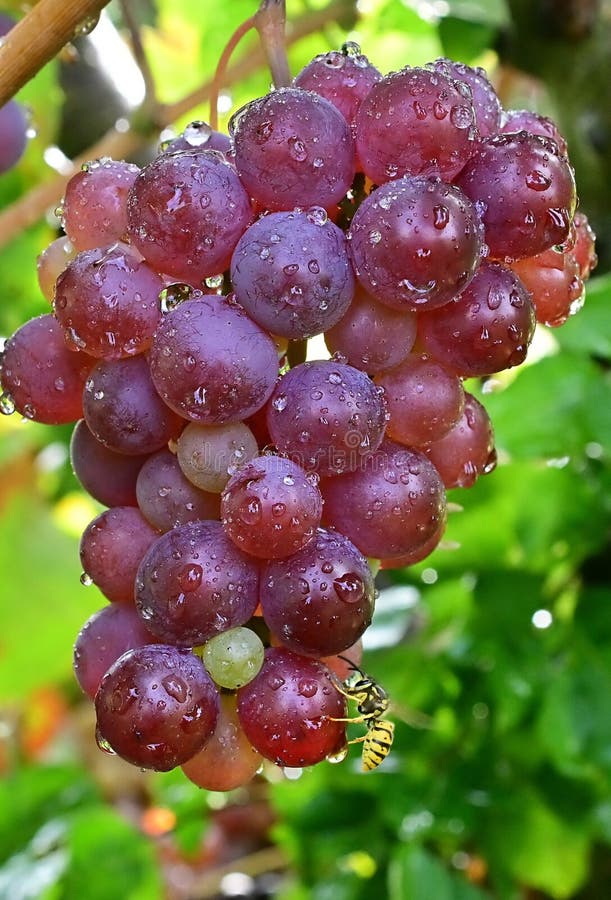 Wasp on a Grape after the Rain Stock Photo - Image of plant, nectar ...