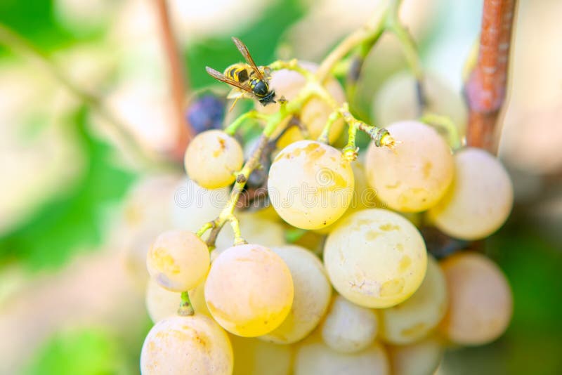 Wasp on grapes stock photo. Image of juicy, antioxidant - 202559024