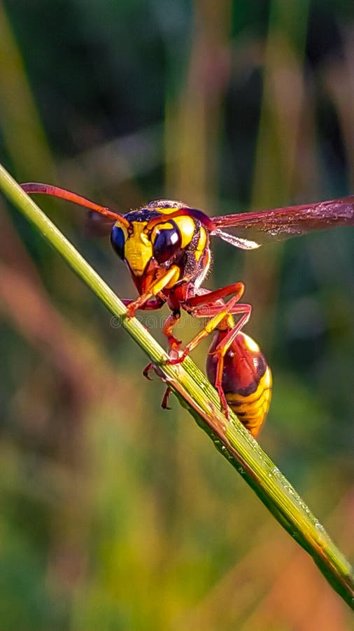 Wasp on the grass stock photo. Image of wasp, nature - 230065898