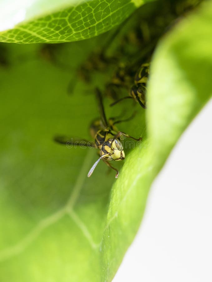 Wasp on green leaf stock image. Image of hymenoptera - 276795309