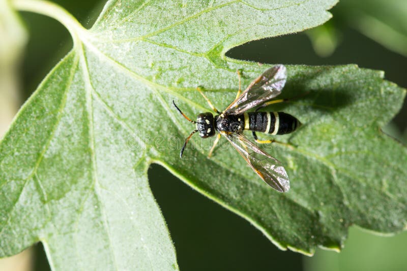 Wasp on a green leaf stock photo. Image of nature, wings - 111235830