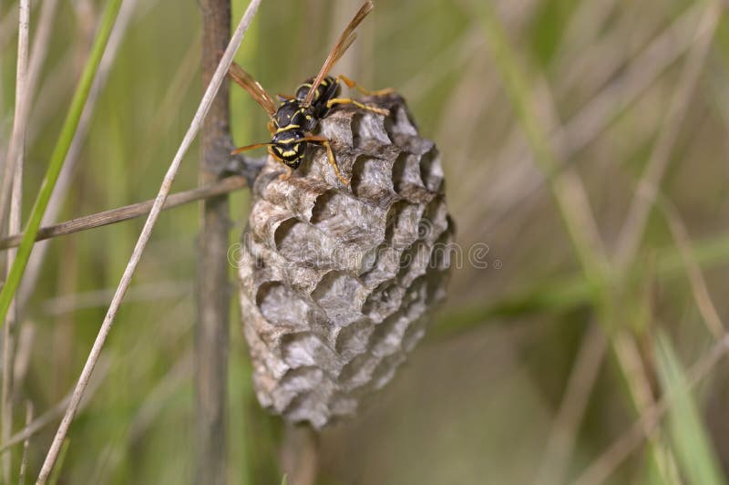 Wasp Guarding Nest Combs Offspring Stock Image - Image of macro, forest ...