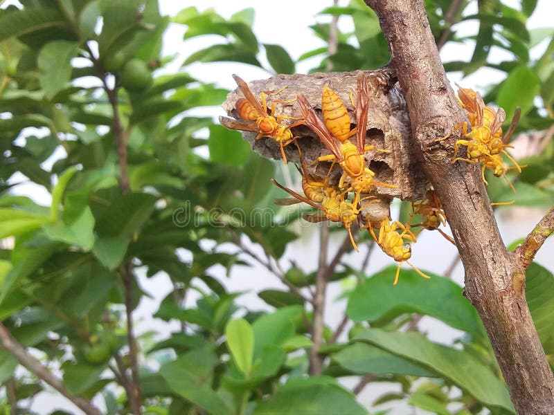 Wasp Has Built a Base To Live on a Guava Tree. Stock Image - Image of ...