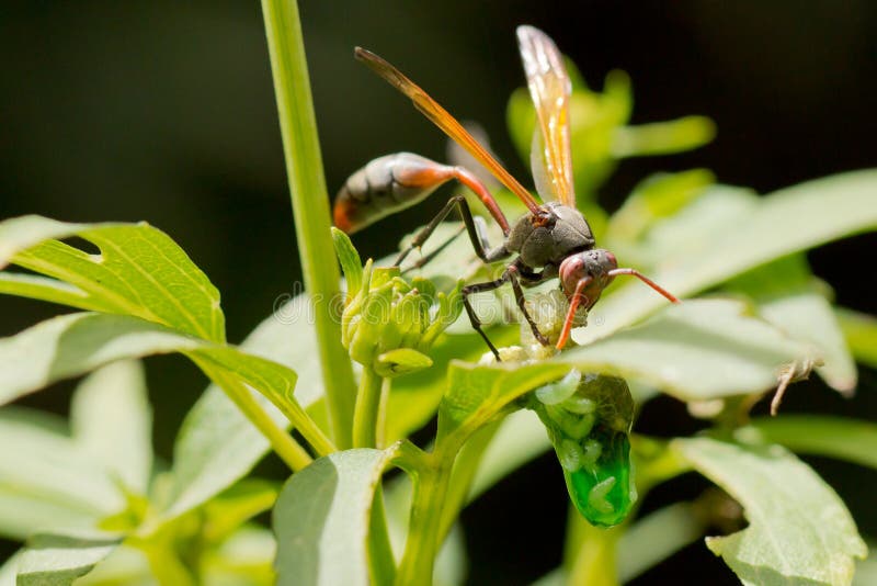 A wasp having a meal stock image. Image of larva, wasp - 24751009