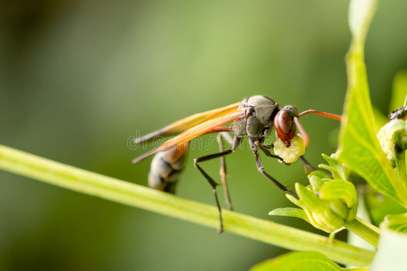 A wasp having a meal stock image. Image of leaf, eating - 24751033