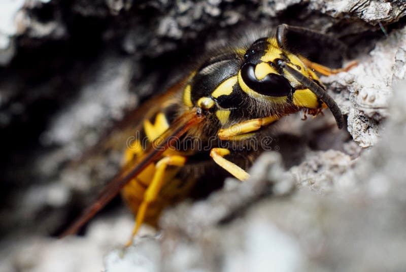 Wasp head close up stock photo. Image of tree, insect - 70801004