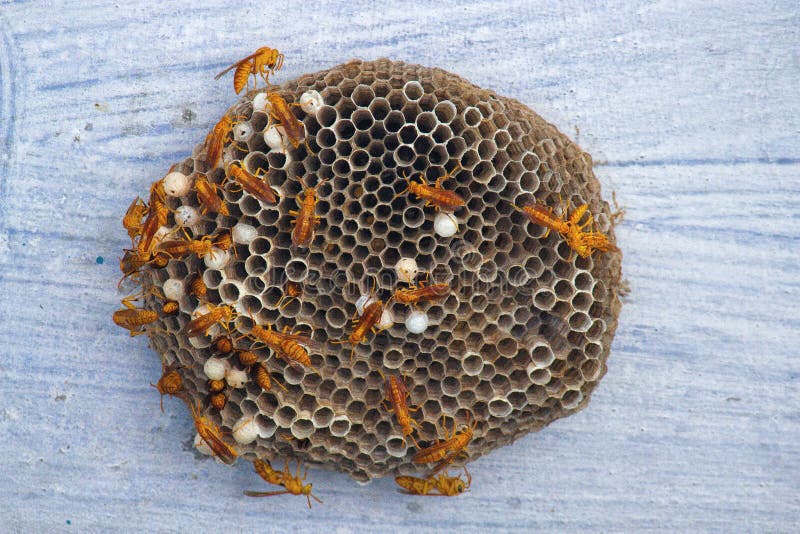 Bee Hive Background 2 stock image. Image of twist, contort - 1584409