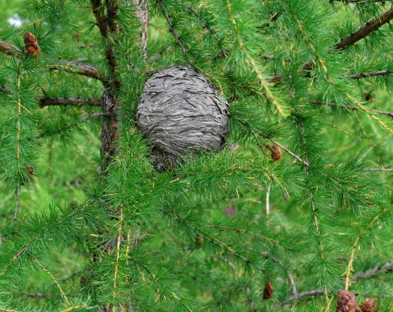 Wasp hive stock image. Image of wasp, wallpaper, sitting - 30581279