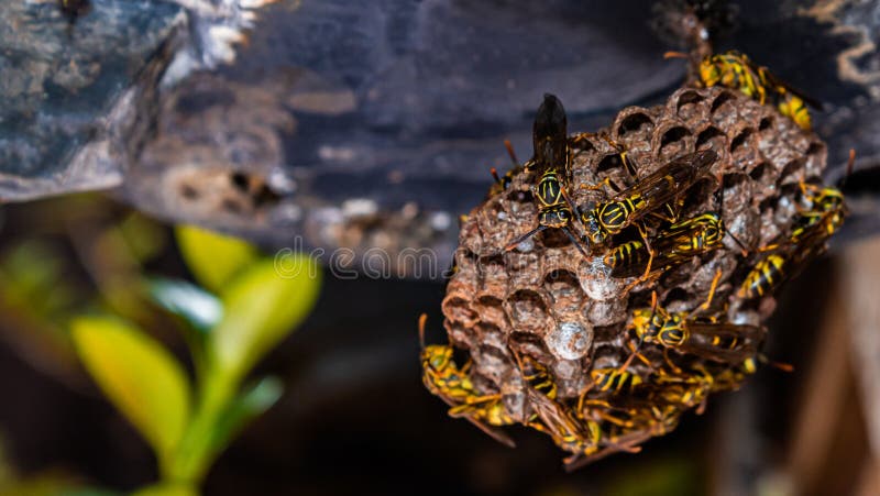 Wasp Hive Close Up stock photo. Image of hexagon, durability - 185561512