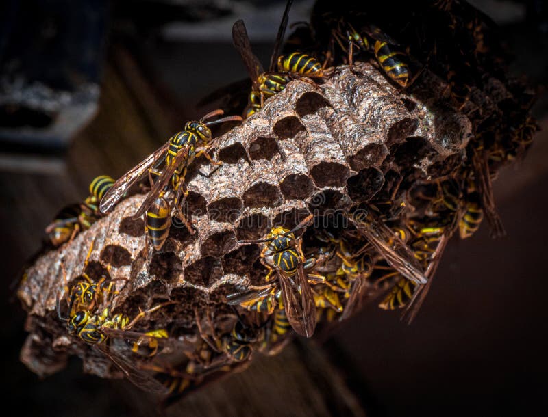 Wasp Hive Close Up stock photo. Image of biological - 185562242
