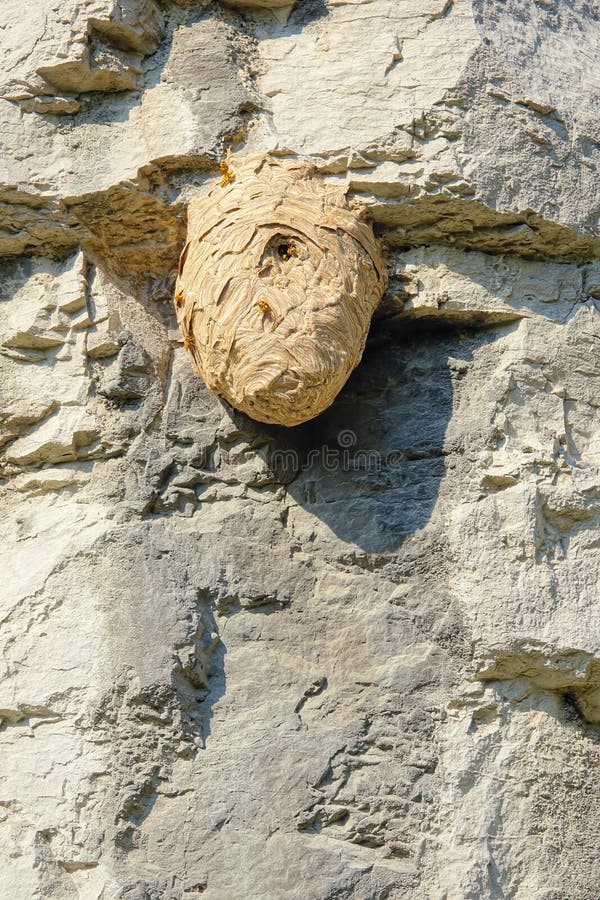 Wasp hive stock photo. Image of wildlife, wasp, animal - 160679940