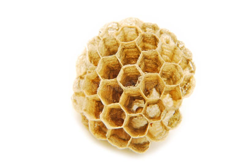 Swarm Queen Cells, Emergency Queen Cells, Artificial Queen Cells with ...