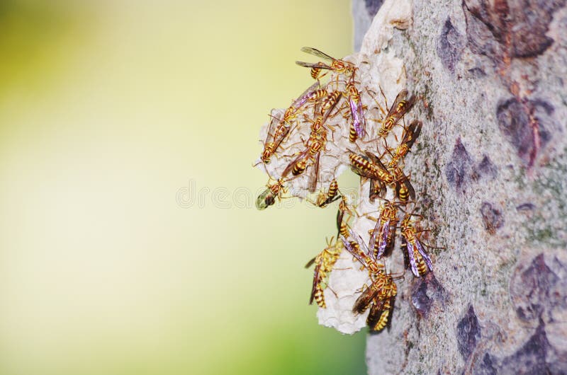 Wasp hive stock image. Image of sunshine, views, scenery - 59732459