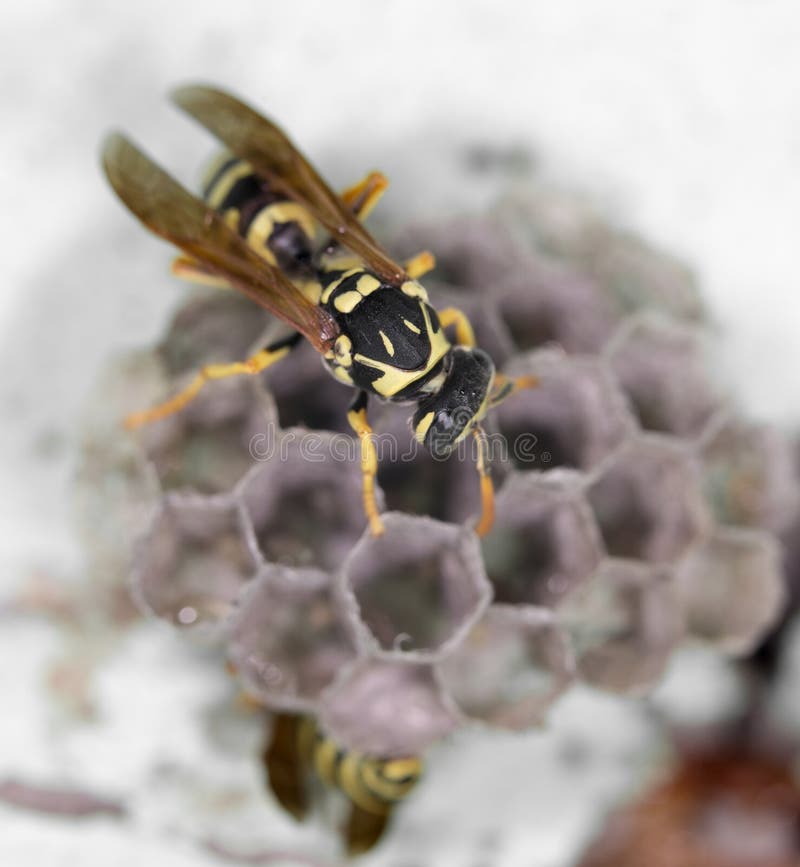 Wasp on hives. close stock photo. Image of vegetation - 97229542