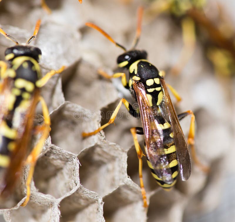 A wasp for hives in nature stock photo. Image of wildlife - 104321484