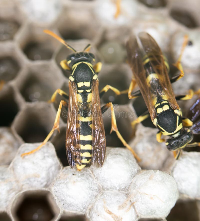 232 Wasp Hives Stock Photos - Free & Royalty-Free Stock Photos from ...