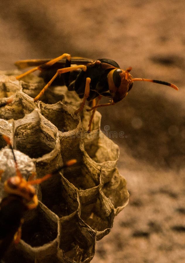 Angry wasp stock photo. Image of eyes, black, macro, wasp - 34243244