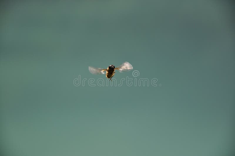 Wasp in hovering stock photo. Image of wildlife, insects - 197168162