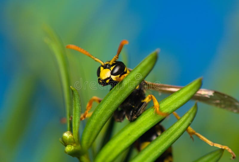 Wasp insect stock image. Image of chelicerae, waist, dangerous - 27146433