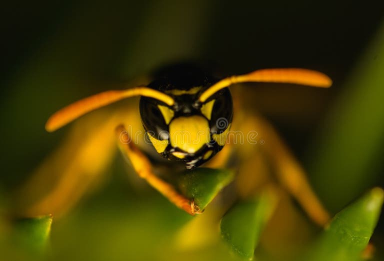 Wasp insect stock image. Image of stinger, silhouette - 27146519