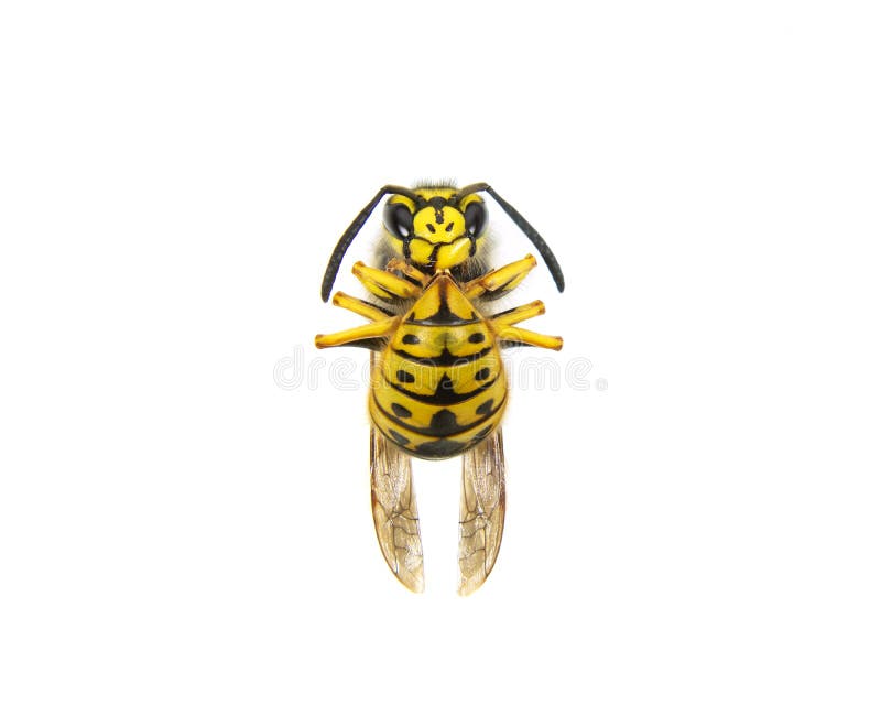 Wasp lying on its back stock image. Image of wings, backdrop - 181373581