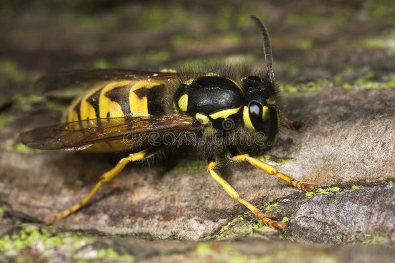 Wasp and Wasp Nest stock image. Image of insect, build - 25723823