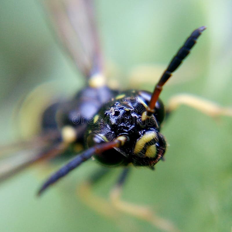 Wasp stock photo. Image of flying, wasp, macro, closeup - 82144732