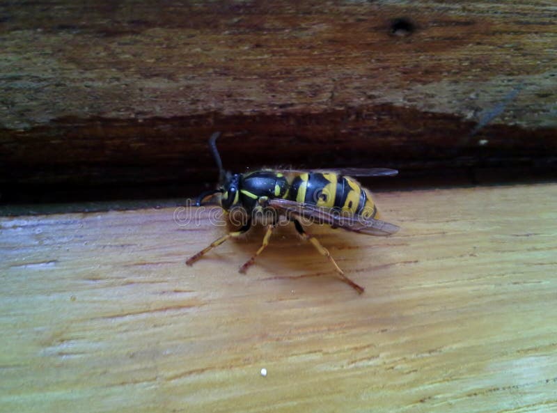 Wasp Inside stock image. Image of insect, common, animal - 86988081