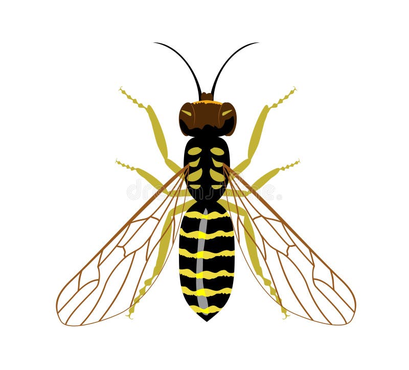 Bee, Bumblebee, Wasp, Hornet. Set Insects Isolated on a White ...