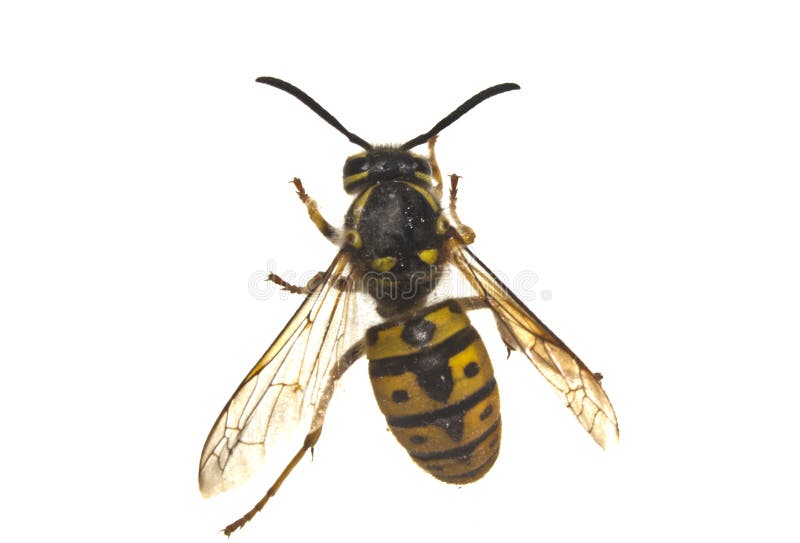 Wasp Isolated on White Background Stock Photo - Image of small ...