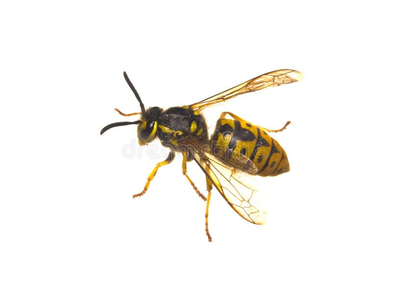 Wasp Isolated on White Background Stock Image - Image of closeup ...