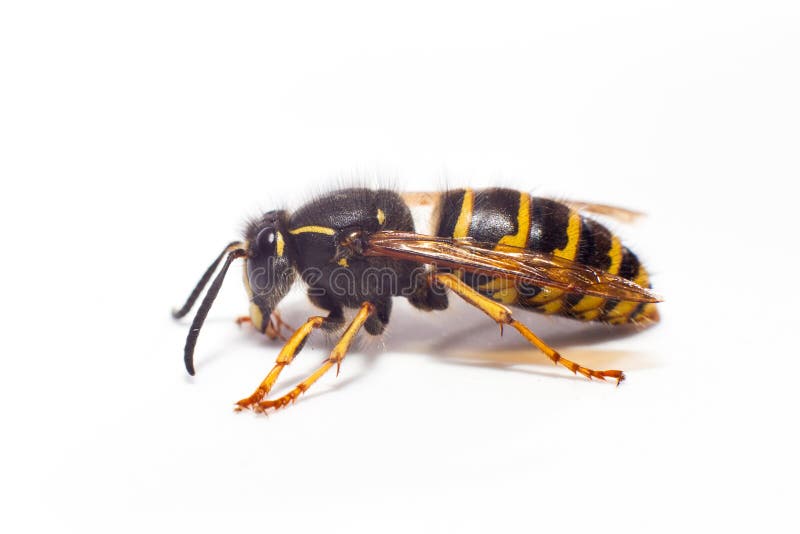 Wasp Isolated on White Background Vespula Vulgaris Stock Photo - Image ...