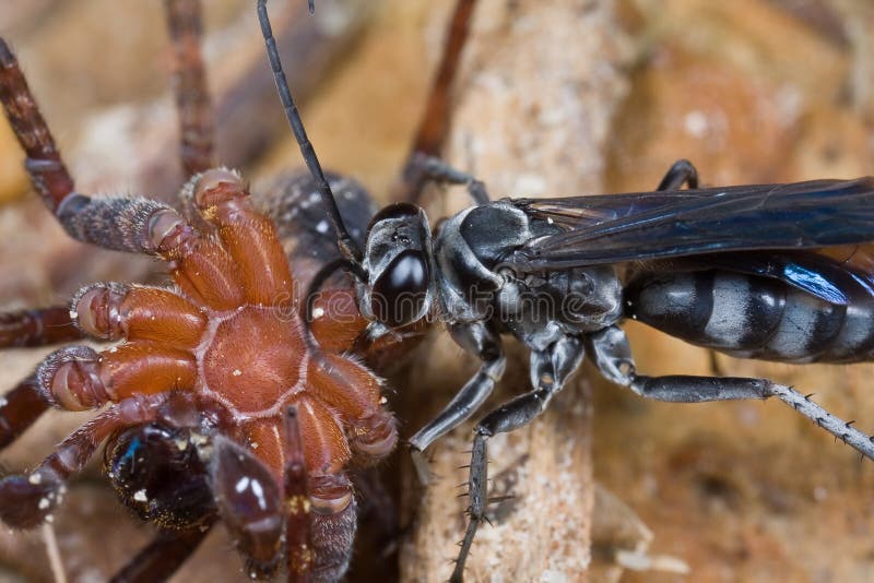 A Wasp and Its Prey - a Paralyzed Spider Stock Photo - Image of close ...