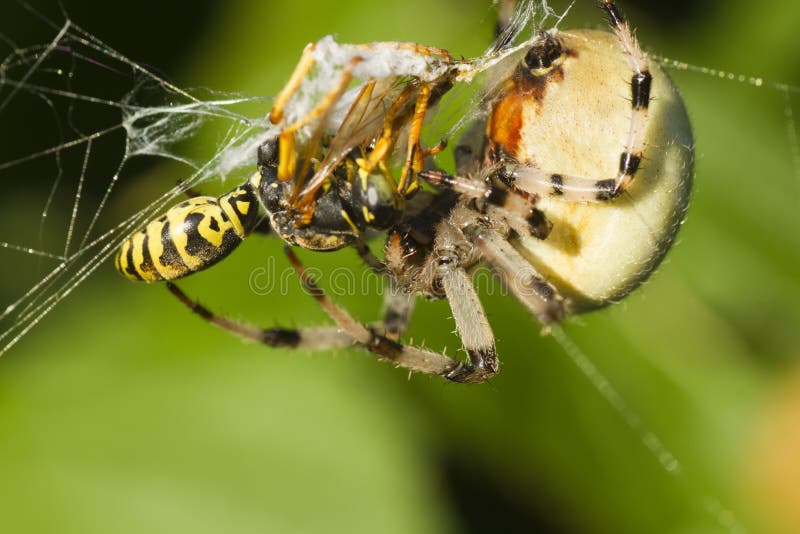 Wasp killed by spider stock photo. Image of animal, nature - 15771320