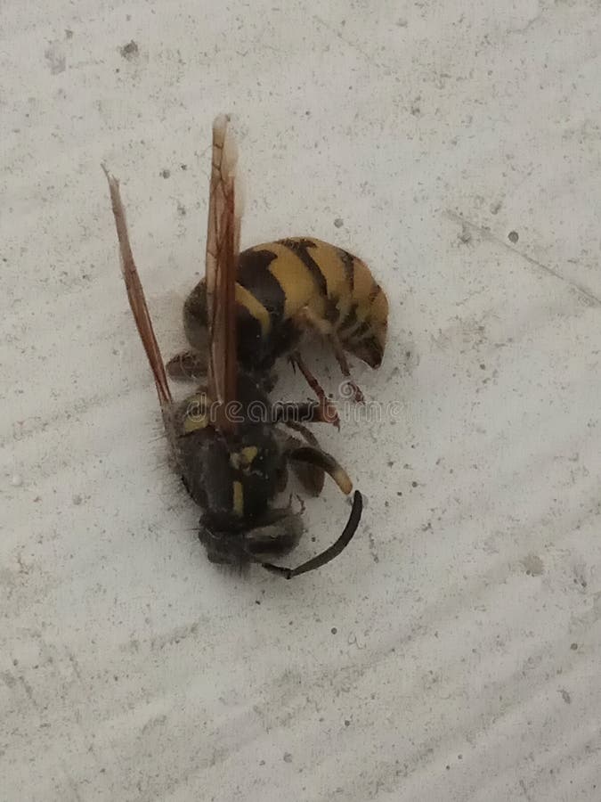 Wasp killed by spider stock image. Image of spider, insectssting ...