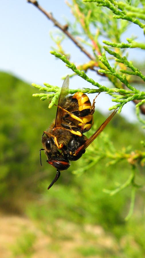 Wasp Killing a Bee on a Tree Stock Photo - Image of animal, honey: 38699538