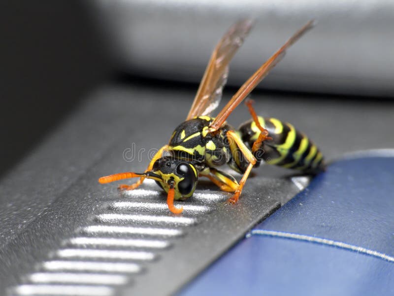 Wasp on laptop stock image. Image of heat, close, confusion - 169753