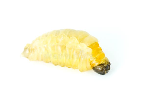 2,705 Wasp Larvae Stock Photos - Free & Royalty-Free Stock Photos from ...