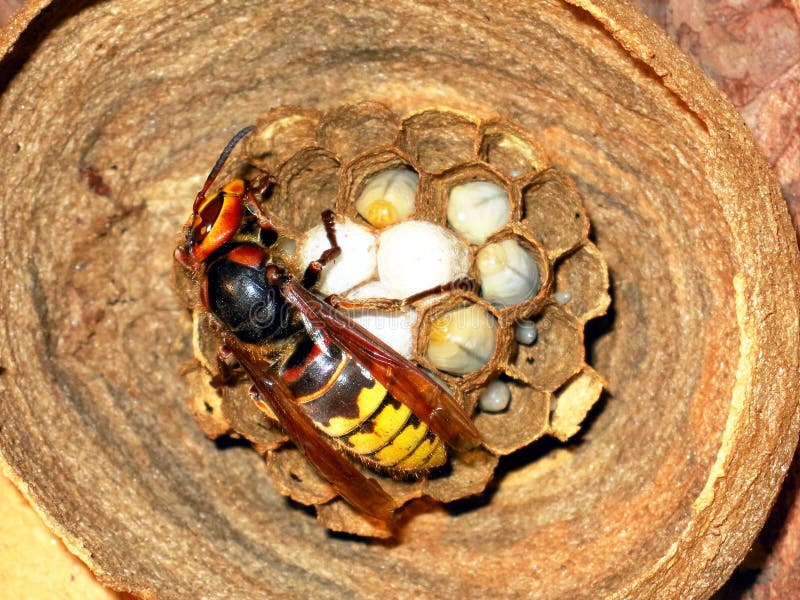 The WaSP larvae and stock photo. Image of nest, insects - 76391574