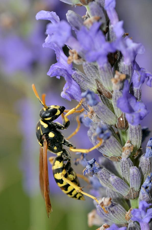 Tarantula Hawk Wasp on Pink Flowers Stock Image - Image of life, spider ...