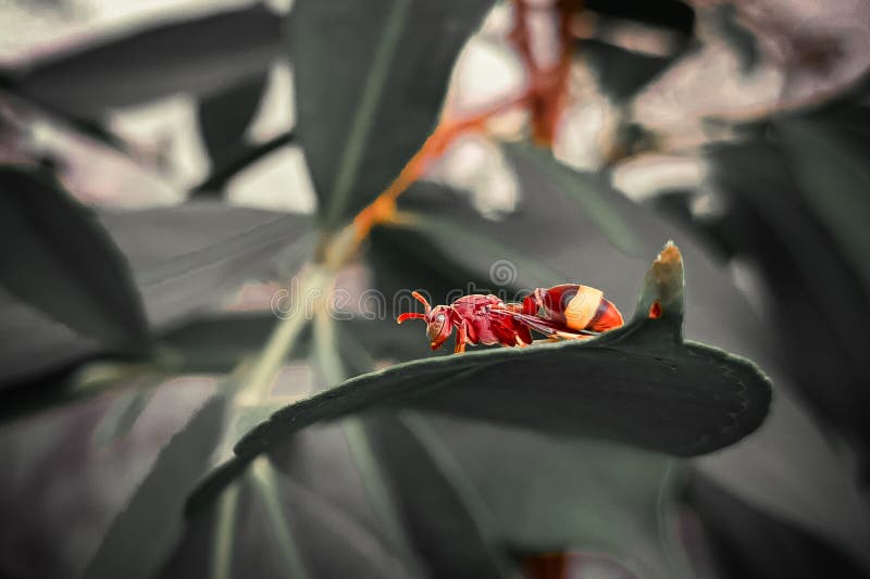 Wasp in leaf Indian wasps stock photo. Image of nature - 247692964