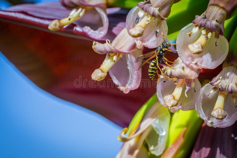 Wasp is Looking Angry at Me Stock Photo - Image of greece, insect ...
