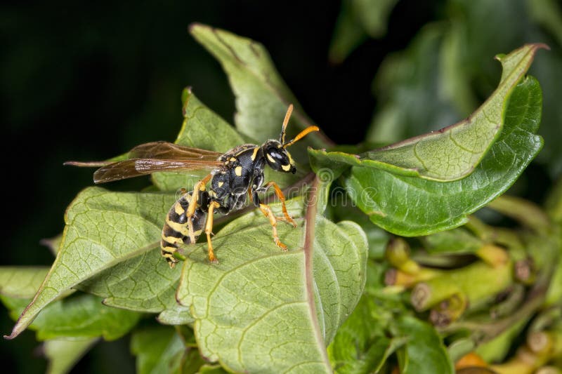 Wasp Looking at You on Green Leaf Stock Photo - Image of insect, wild ...