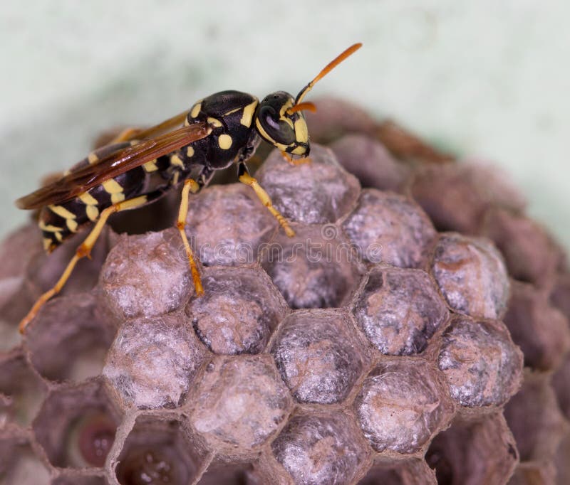 Sitting Yellow Black Wasp Macro Stock Image - Image of danger, comb ...